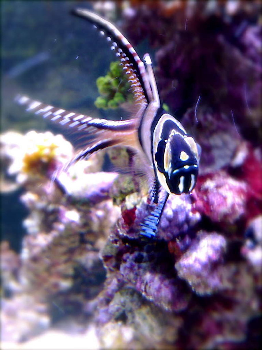 Establishing up a Clean-up Crew in Your Saltwater Aquarium ...