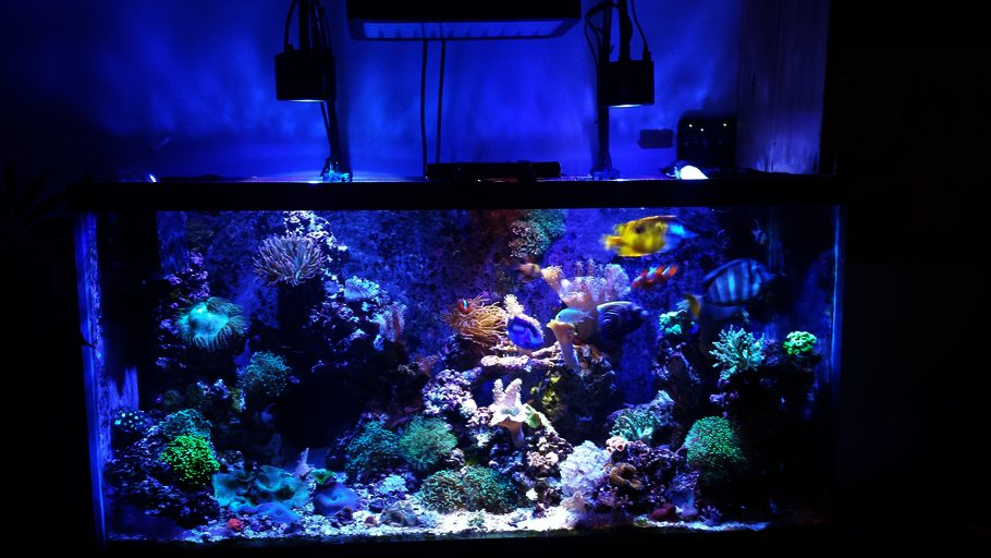 Most Beautiful Reef Tanks ( 2017 ) | RateMyFishTank.com