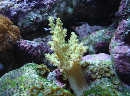 Finger Leather Coral (sinularia sp.) Photos | RateMyFishTank.com
