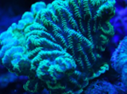 Merulina Coral (merulina Ampliata) Photos