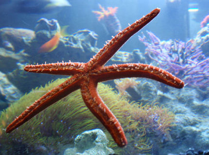 Linckia Sea Star, Blue (linckia laevigata) Photos | RateMyFishTank.com