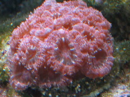 Aussie Acans (acanthastrea Lordhowensis) Photos