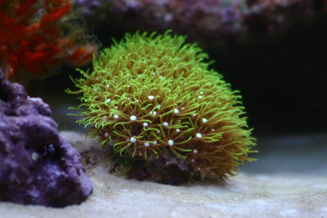 Starburst Polyp (briareum Sp.) Photos - RateMyFishTank.com