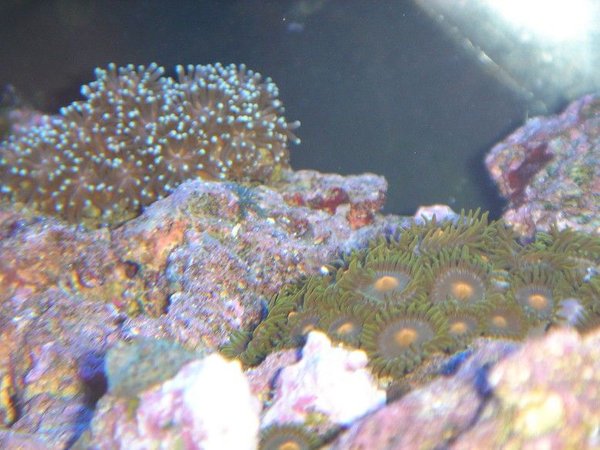 Tooth Coral (galaxea Spp.) Photos - RateMyFishTank.com