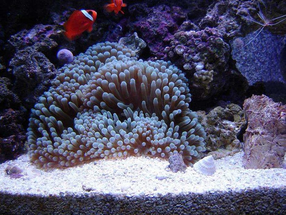 Sebae Anemone, Pink/purple (heteractis Malu) Photos