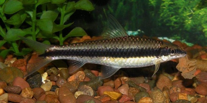 Photo #2 - Meteor Minnows - German Blue Rams, Meteor Minnows...