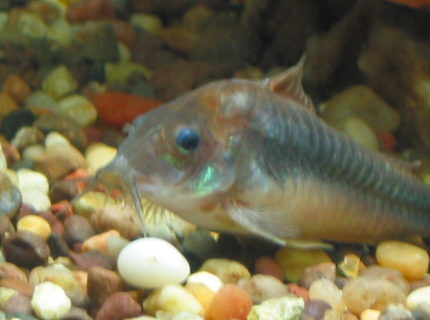 Emerald Green Cory Cat (brochis Splendens) Photos