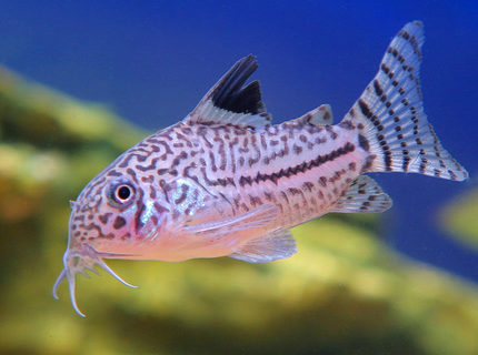 False Julii Cory Cat (corydoras Sp.) Photos