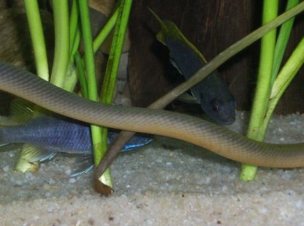Rope Fish (erpetoichthys Calabaricus) Photos