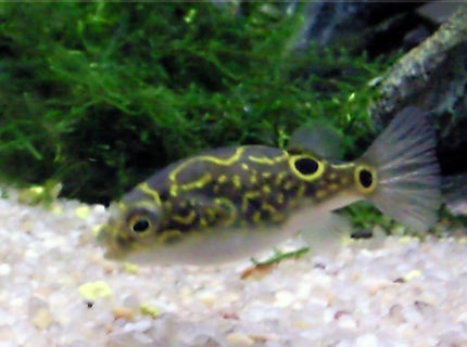Figure 8 Puffer (tetraodon Biocellatus) Photos