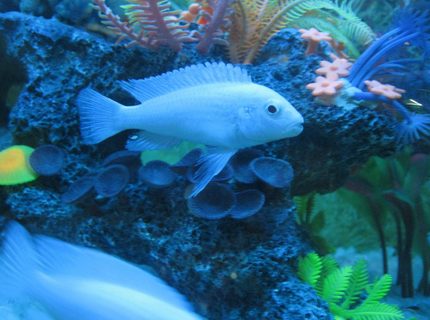 Powder Blue Cichlid (pseudotropheus Socolofi) Photos