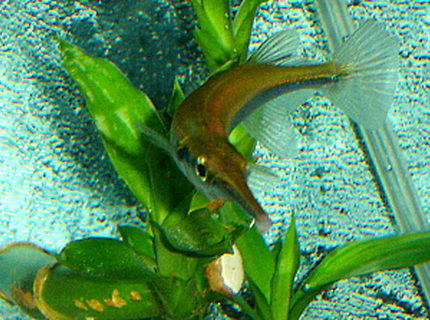 Needle Nose Gar (xenentodon Cancila) Photos