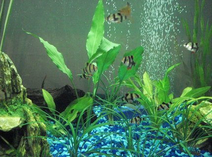 Tiger Barb Information & Care - RateMyFishTank.com