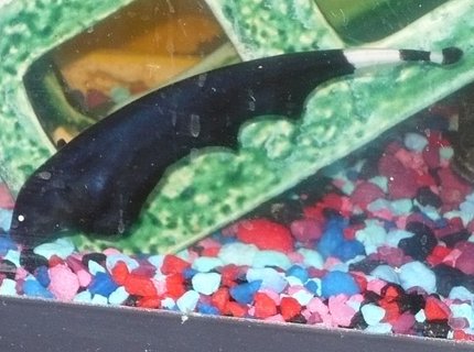 Black Ghost Knifefish Information & Care - RateMyFishTank.com