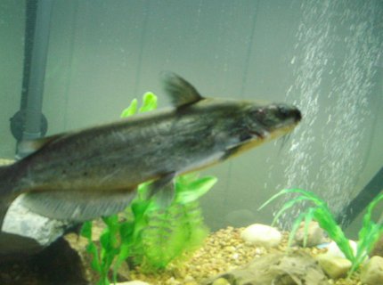 Freshwater Aquarium Fish Species | RateMyFishTank.com