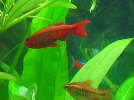 Cherry Barb Information & Care | RateMyFishTank.com