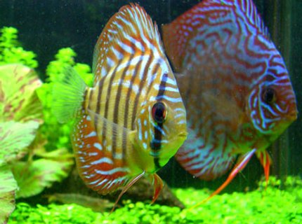 Discus Information & Care - RateMyFishTank.com