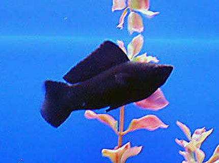 Sailfin Molly Information & Care - RateMyFishTank.com