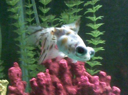 Goldfish Information & Care - RateMyFishTank.com