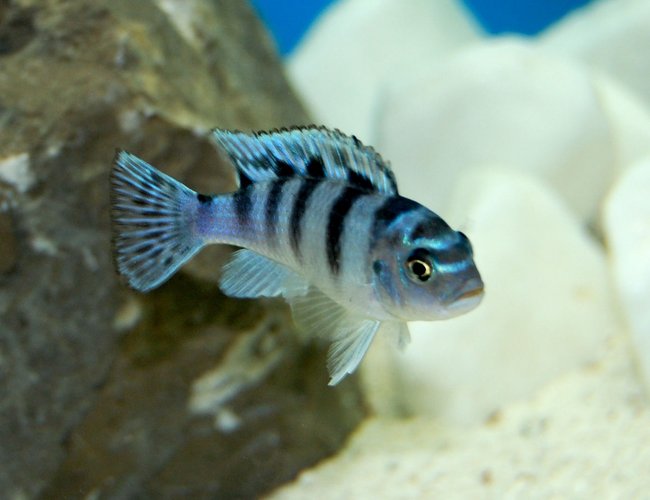Kenyi Cichlid (metriaclima Lombardoi) Photos
