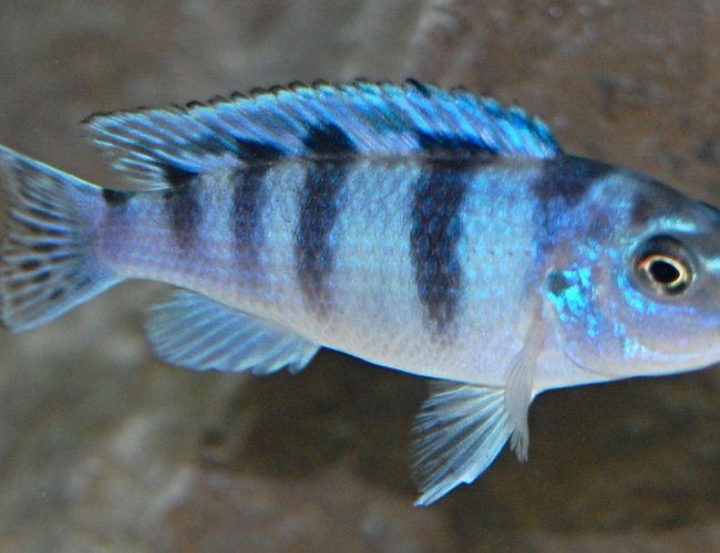 Kenyi Cichlid (metriaclima Lombardoi) Photos
