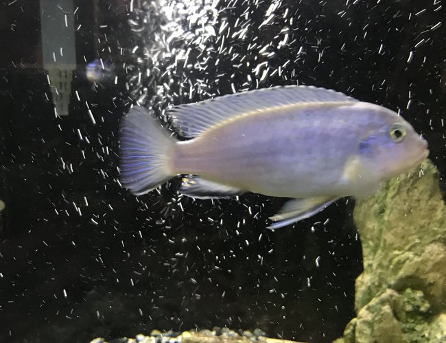 Freshwater Fish Photos Sorted By Publish Time