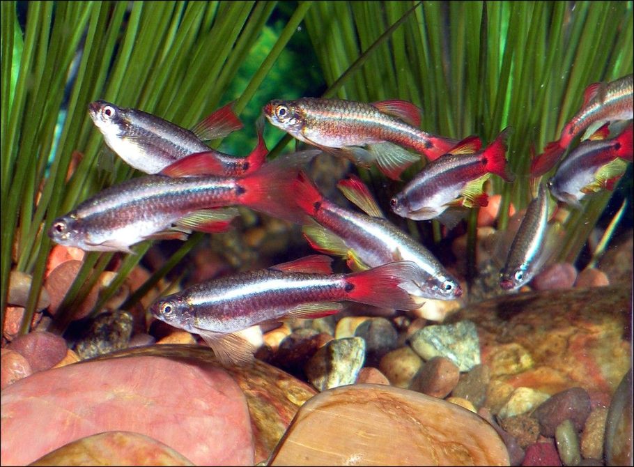 Gabbyguppy's Freshwater Fish Photo (ID 33187) - Full Version ...