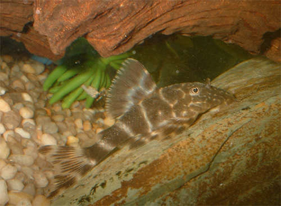 Clown Pleco (panaque Maccus) Photos | RateMyFishTank.com