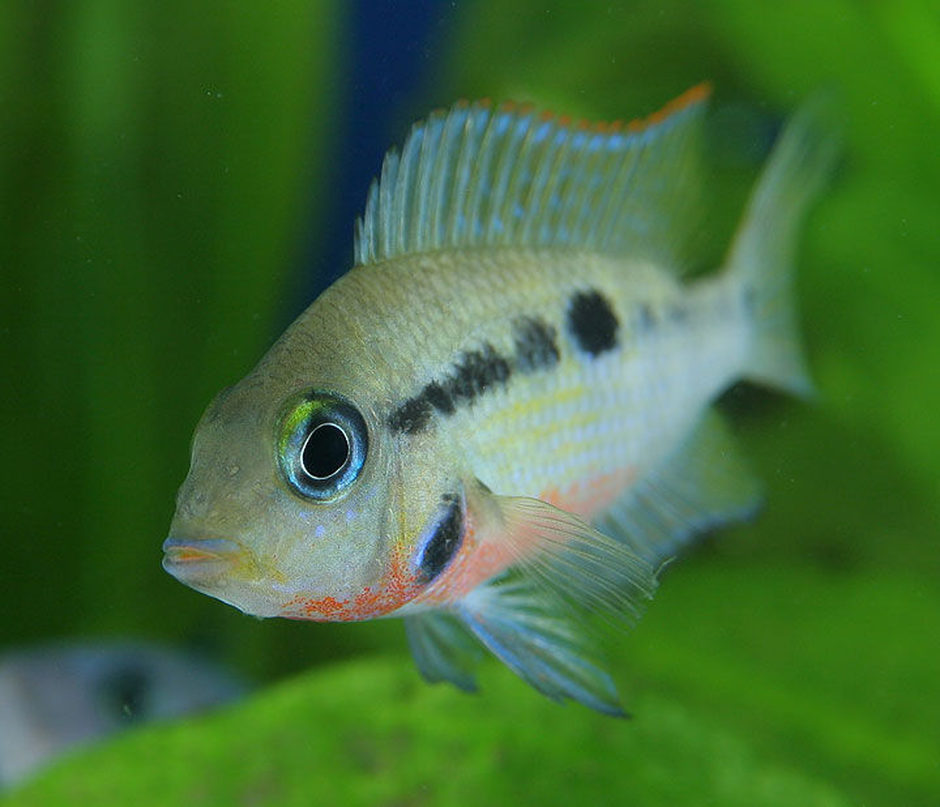 Firemouth Cichlid (thorichthys Meeki) Photos