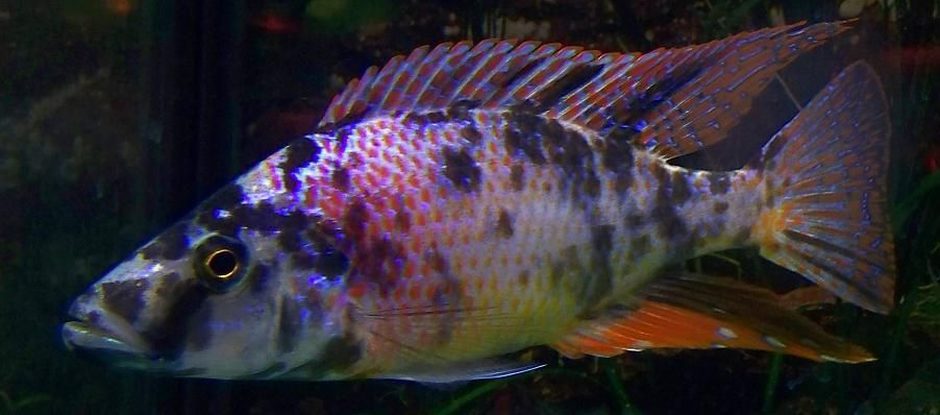 Compressiceps Cichlid (dimidiochromis Compressiceps) Photos