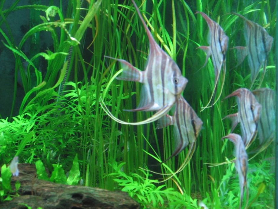 Altum Angel- True Wild Strain (pterophyllum Altum) Photos