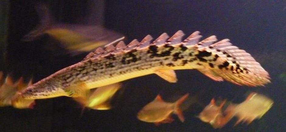 Ornate Bichir (polypterus Ornatipinnis) Photos