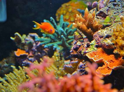 Squareback Anthias (pseudoanthias Pleurotaenia) Photos