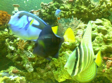 Saltwater Aquarium Fish Species | RateMyFishTank.com