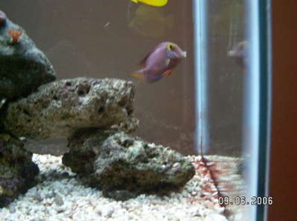 Saltwater Aquarium Fish Species - RateMyFishTank.com