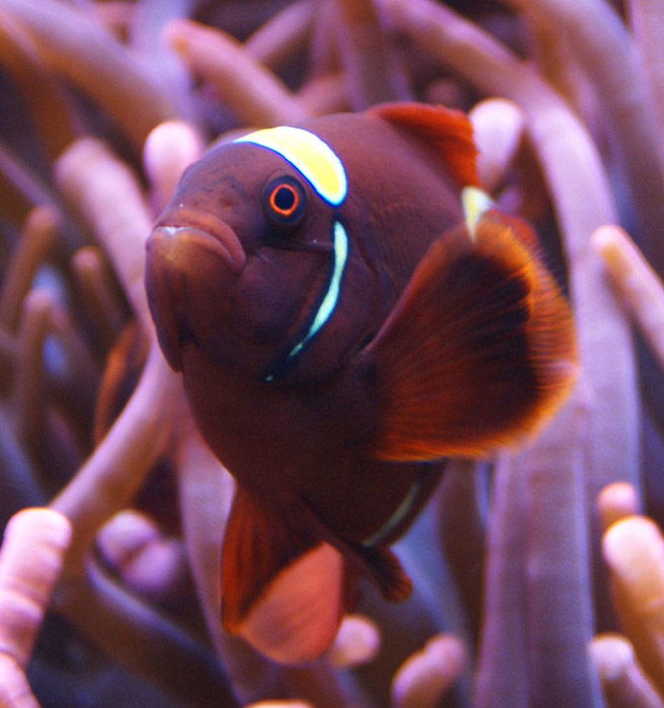 Yellowstripe Maroon Clownfish (premnas Biaculeatus) Photos