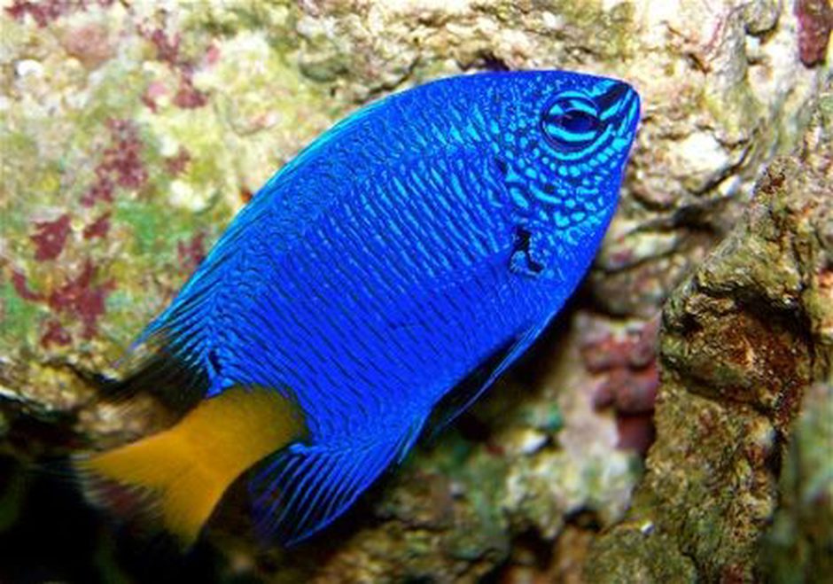 Yellowtail Damselfish (chrysiptera Parasema) Photos