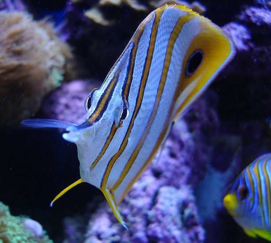 Copperband Butterflyfish (Chelmon Rostratus) Photos | RateMyFishTank.com