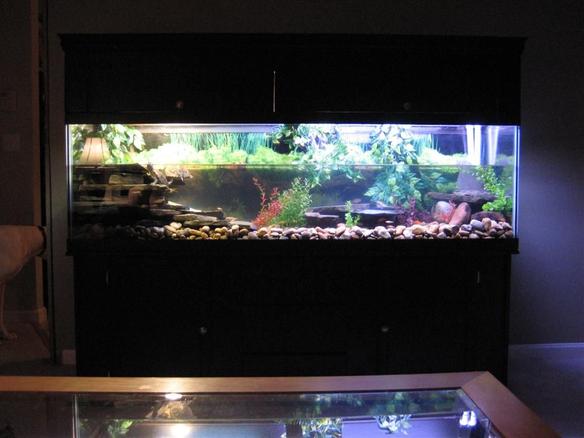 Photo #1 - Image Of Home Made Custom Turtle Tank Setup.