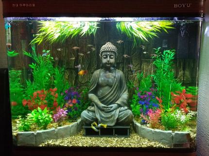 Freshwater Tanks by score (page 1) | RateMyFishTank.com