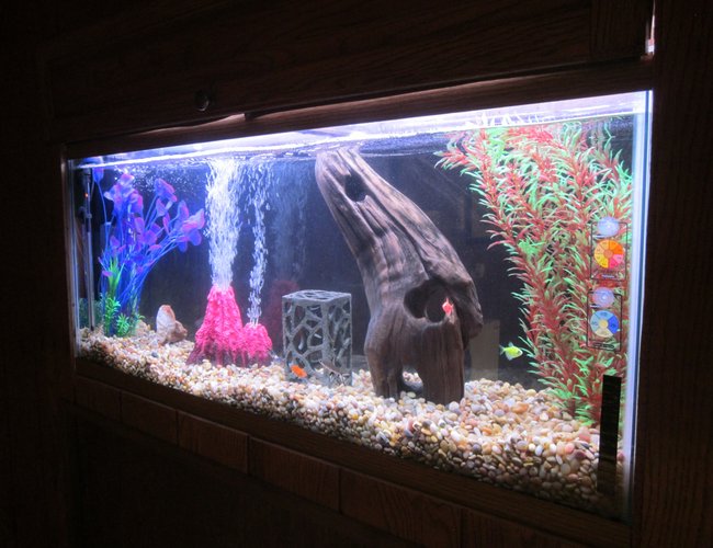 Aquarium Photos, Articles and Tools | RateMyFishTank.com