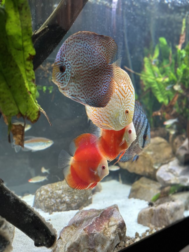 Photo #1 - Discus: The King Of The Freshwater Fish